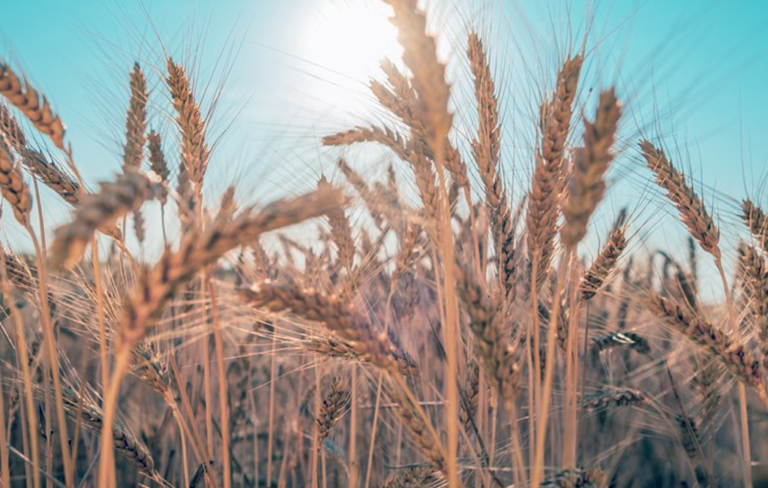 Trigo é destaque na produção de Goiás – AGRODF